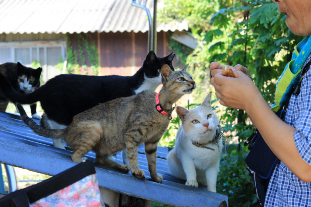 Aoshima, la fascinante "Isla de los gatos" | Best Way Perú