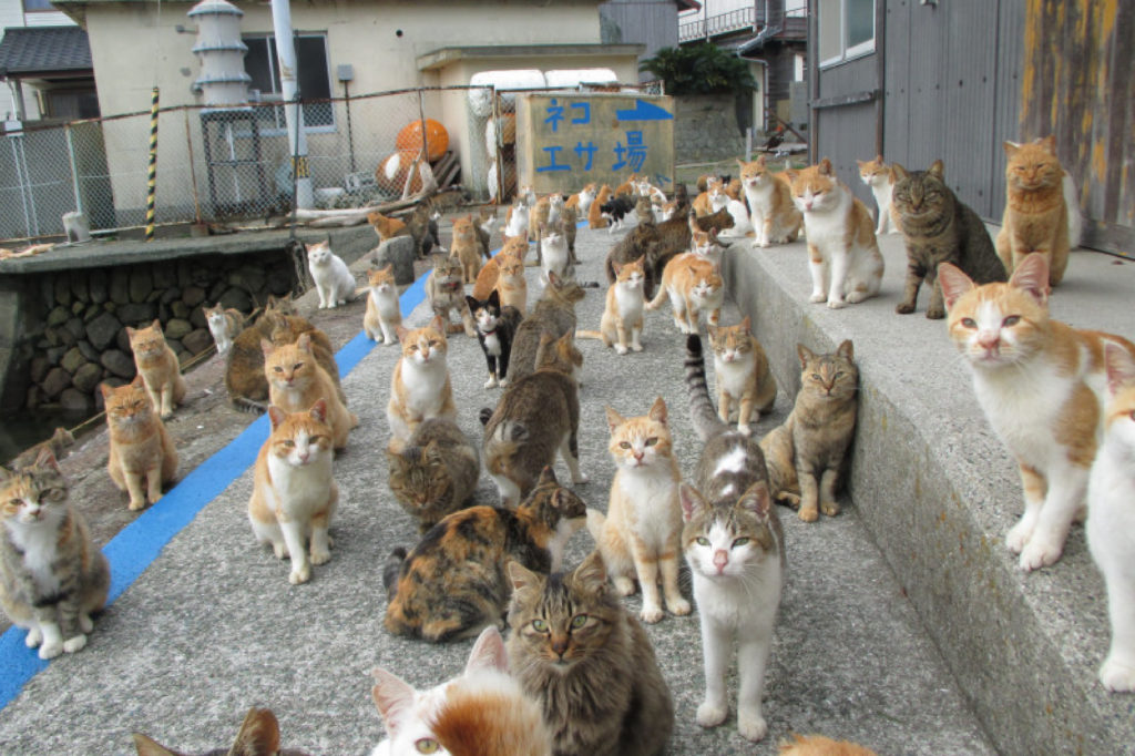 Aoshima, la fascinante "Isla de los gatos" | Best Way Perú